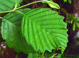 RAVIMTAIMED: HALL LEPP