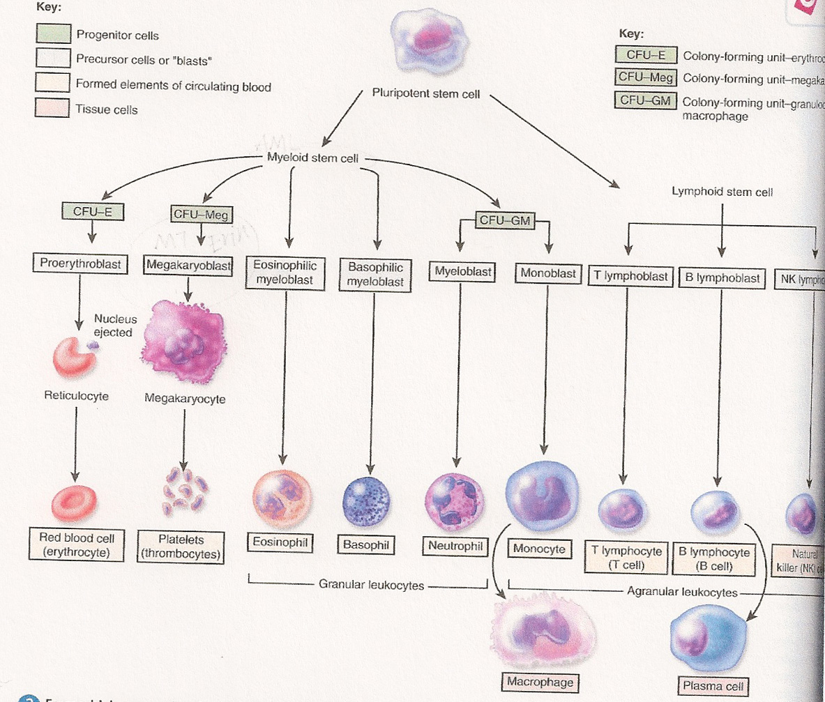 Little Air Bear: What is AML?