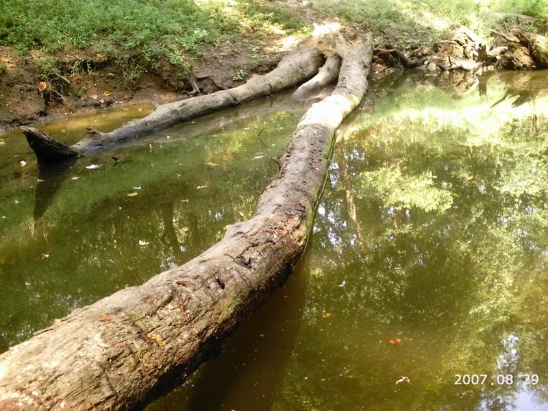 Trapping Supplies Review: PVC Set for Coons