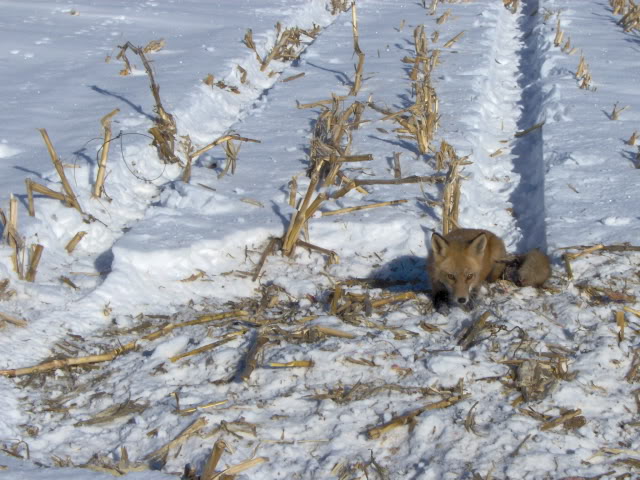 Trapping Supplies Review: Snaring Tire Tracks