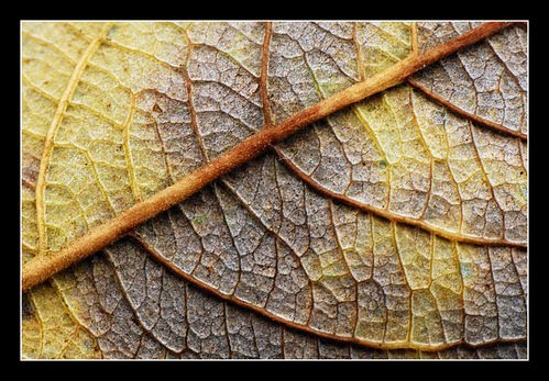 Yendry Salas: Contraste