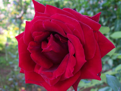 Fotos de Flores - Jardim da Preta: Rosa Príncipe Negro
