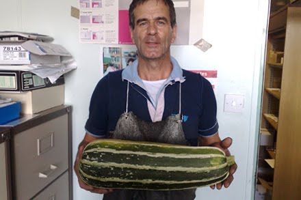 Grow With Us: The Great Burgon & Ball Staff Marrow Growing Competition