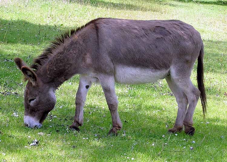En-Uk's Animal Blog: Donkey