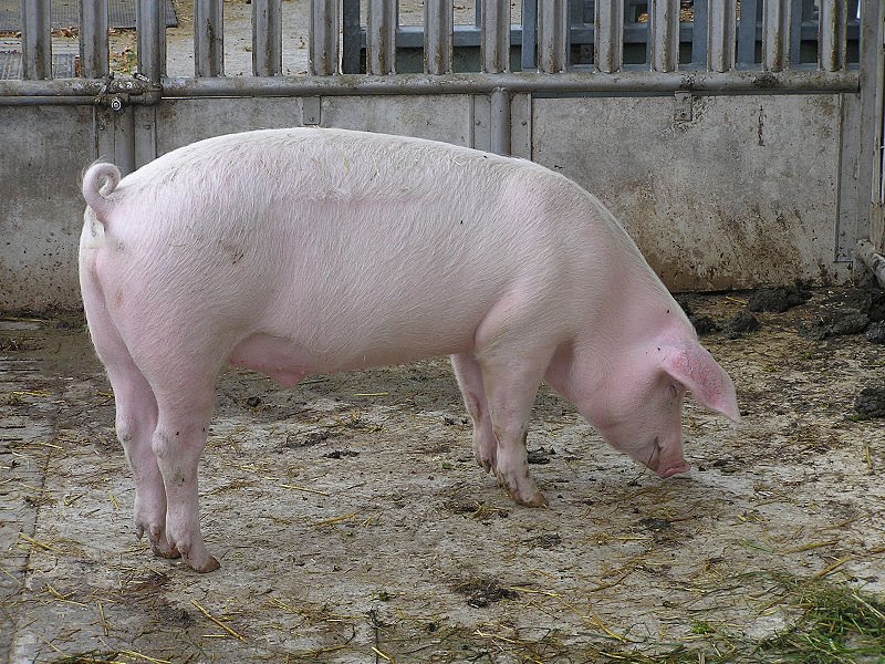 En-Uk's Animal Blog: Domestic Pig