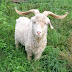 Angora Goats