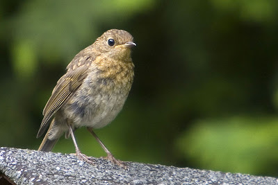 iwings: speckled robin