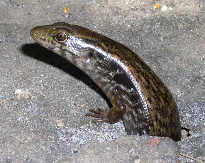 Birdernaturalist: Jamaica WINGS tour