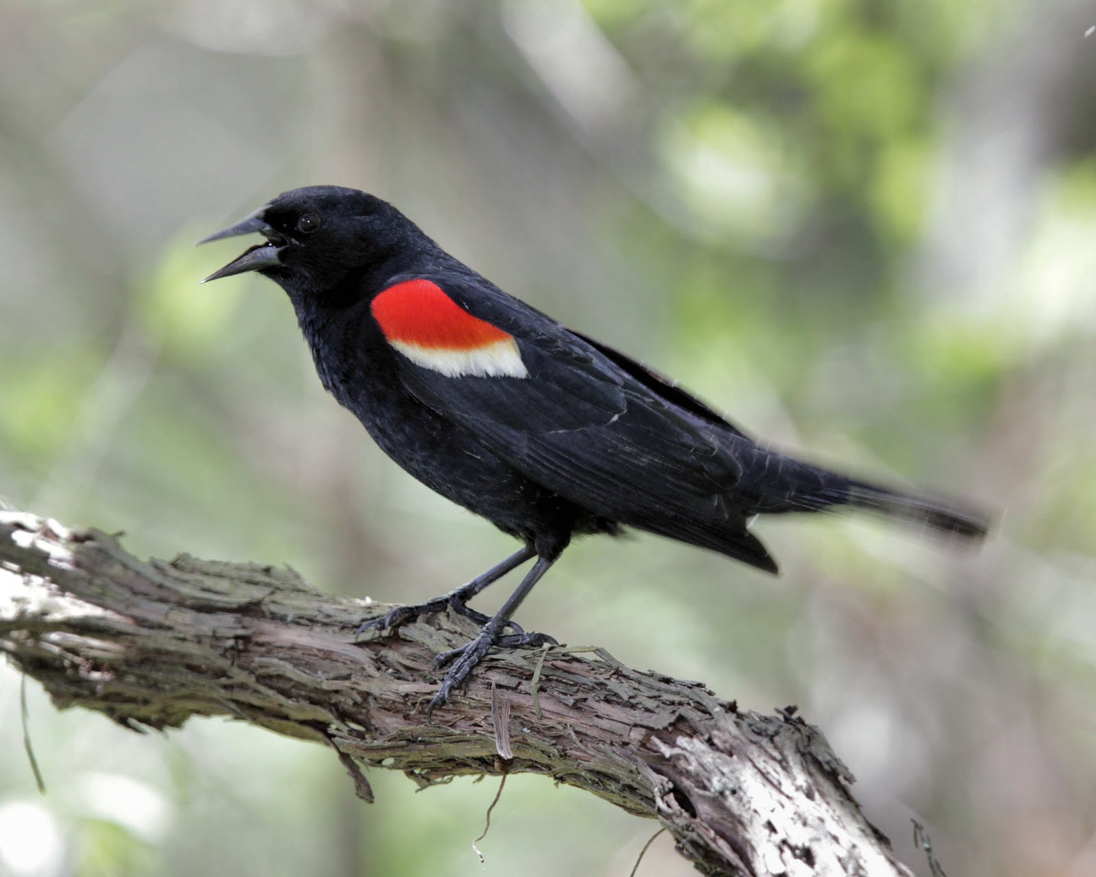 Birds from Behind : Speaking of Warbly things...
