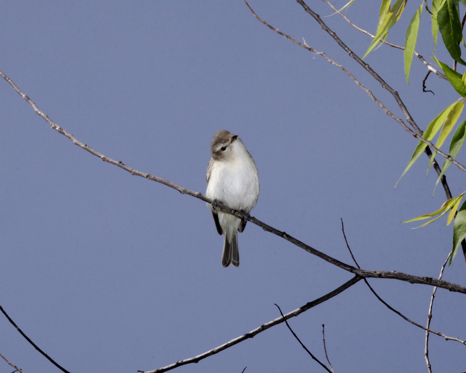 Birds from Behind : 09 May 2010