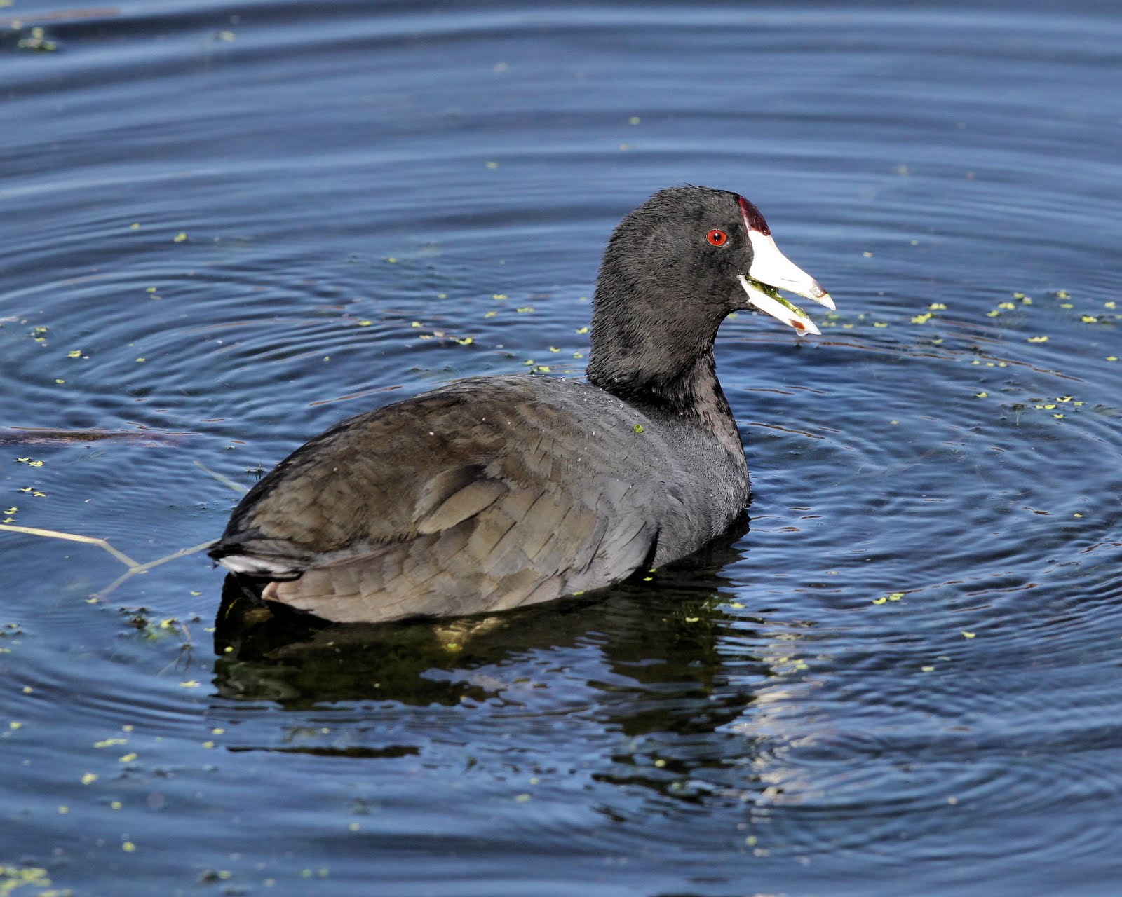 Birds from Behind : 04/01/2010 - 05/01/2010