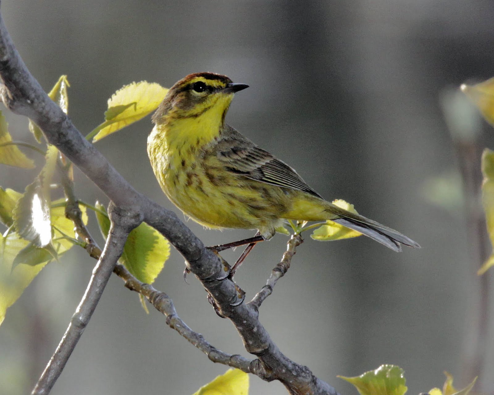 Birds from Behind : And so it begins...