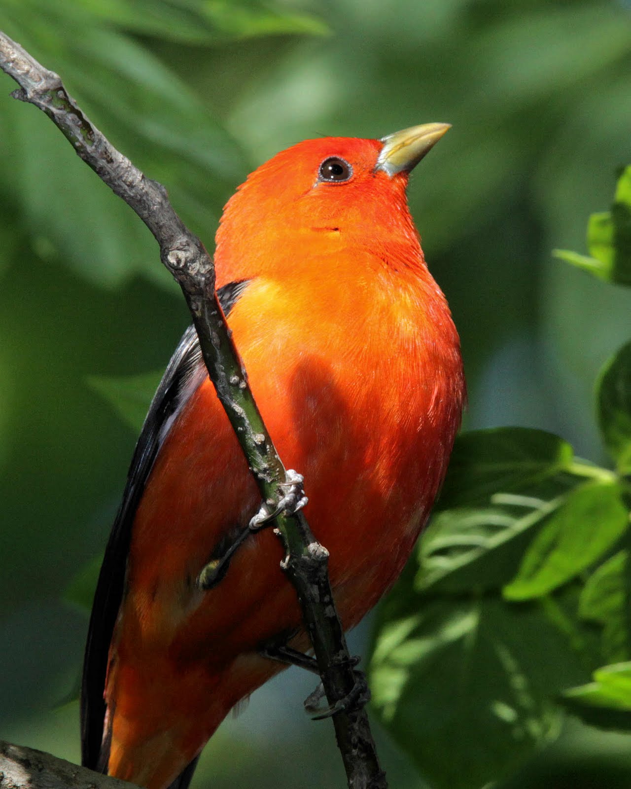 Birds from Behind : 16 May 2010