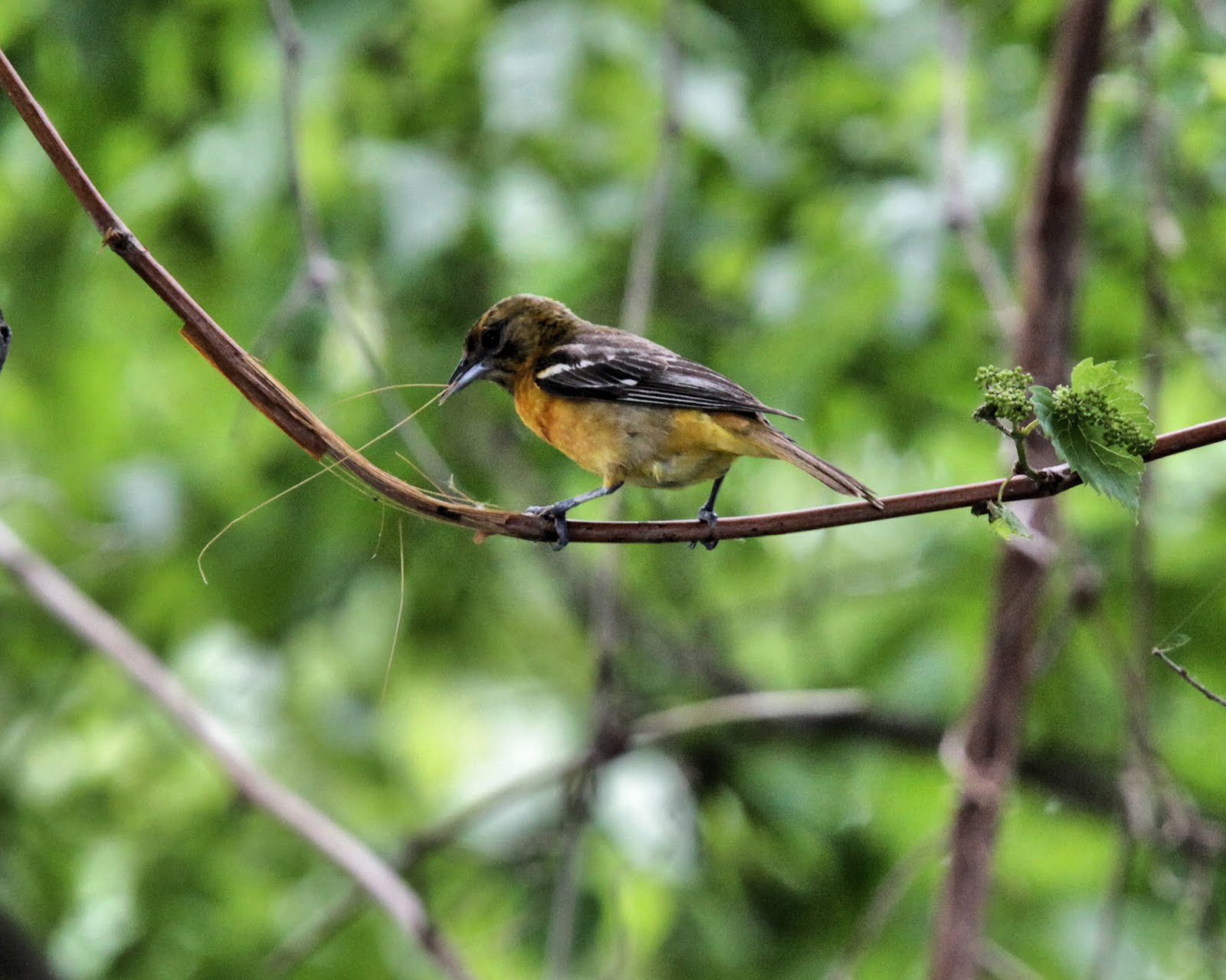 Birds from Behind : 16 May 2010