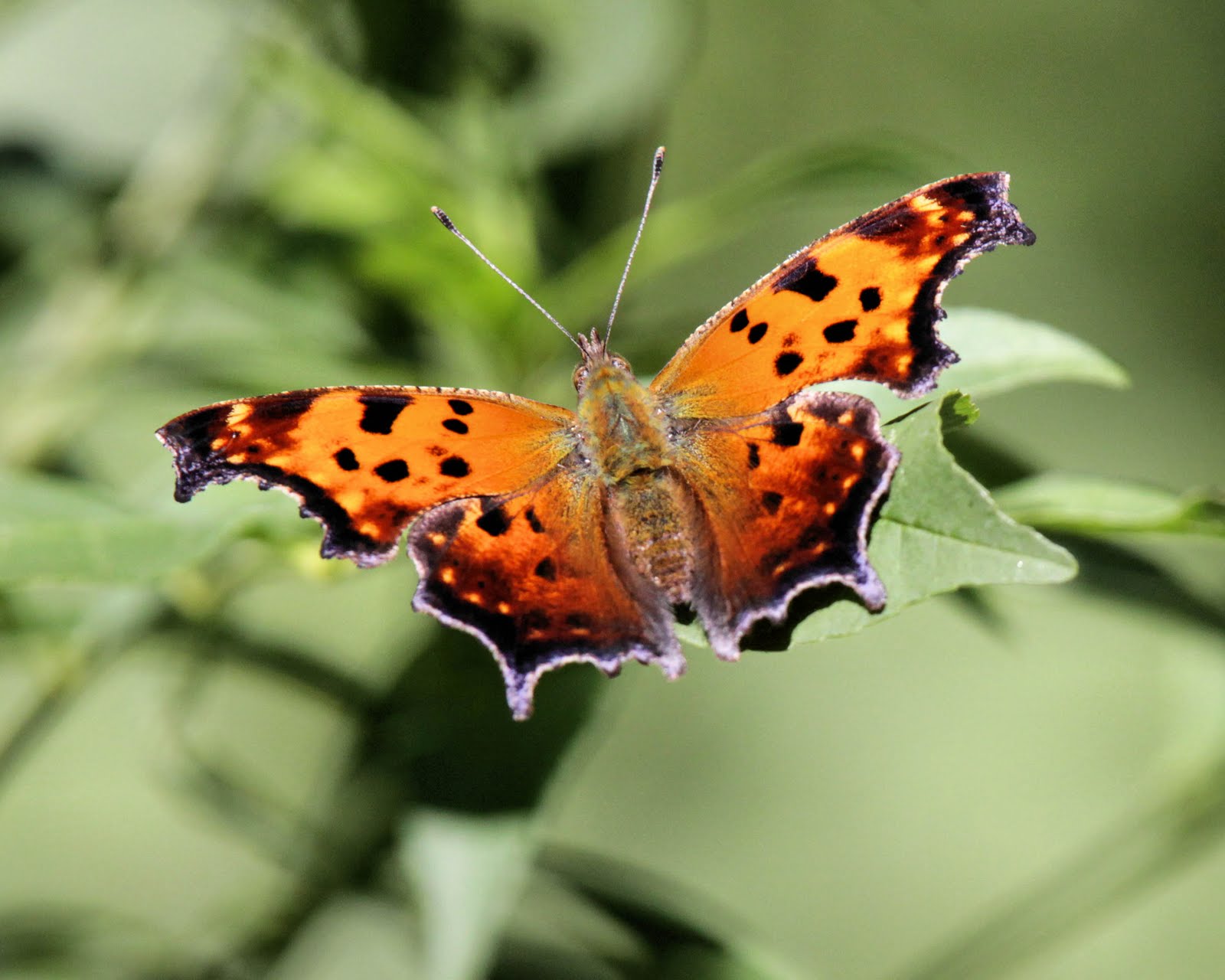 Birds from Behind : 29 August 2010
