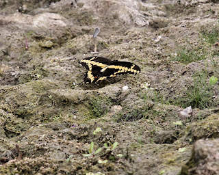 Birds from Behind : I Don't Give A Frogs Fat Fanny!...