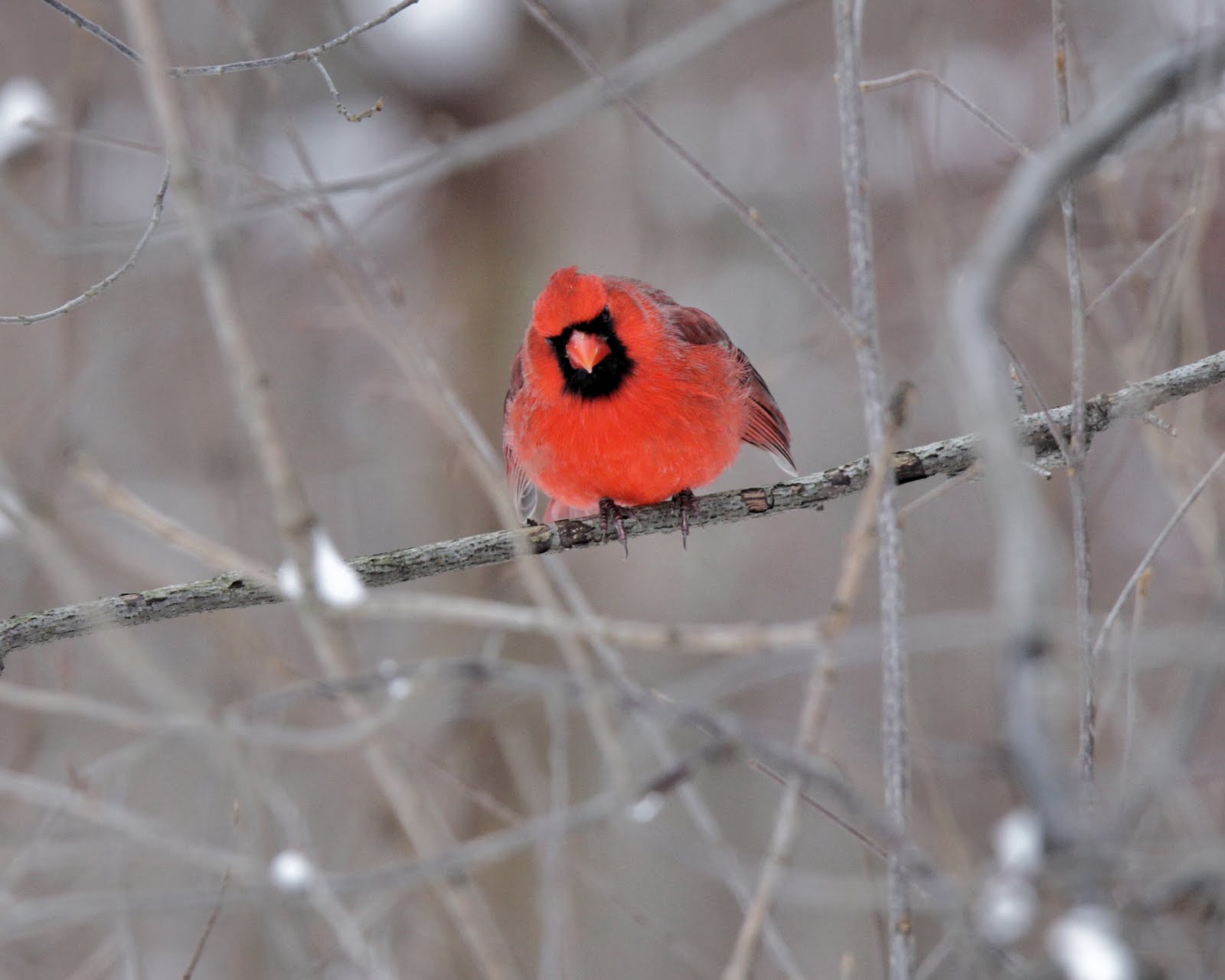 Birds from Behind : Another Odd Bird...
