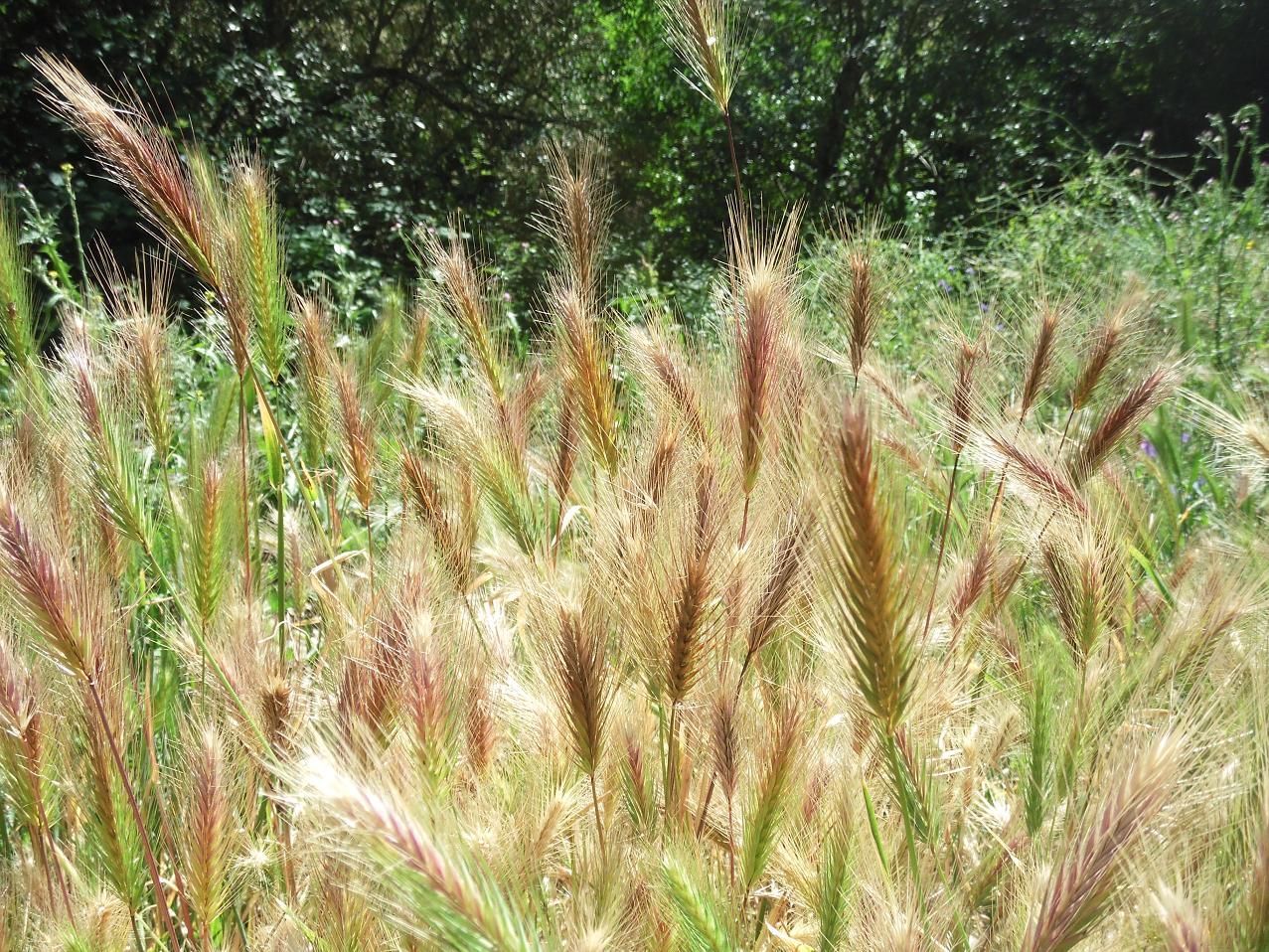 la Sierra de Córdoba en Cabriñana: espigas por flores