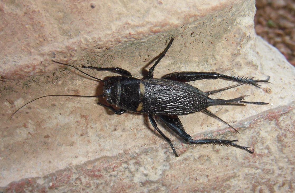 la Sierra de Córdoba en Cabriñana: el canto del grillo