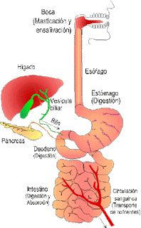 DIGESTION: EL INICIO DE MI DIGESTIÓN