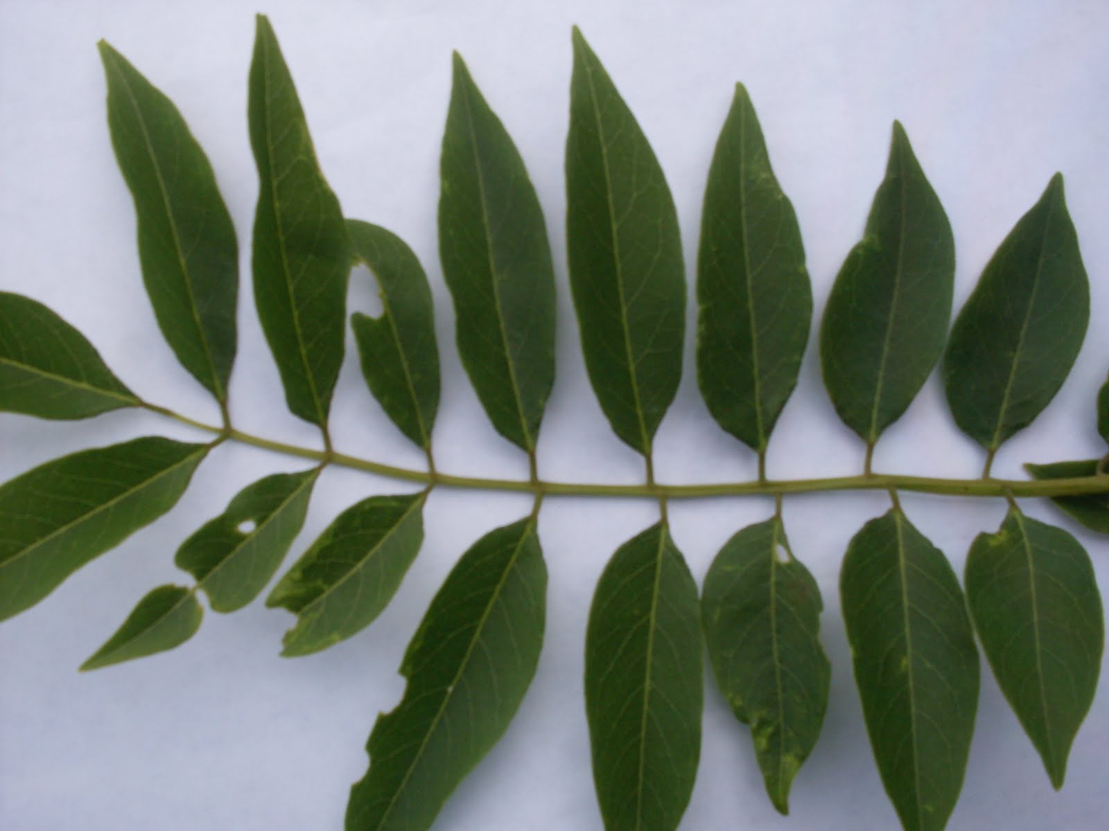 plantas de tradicion cultural tamesis: mata raton