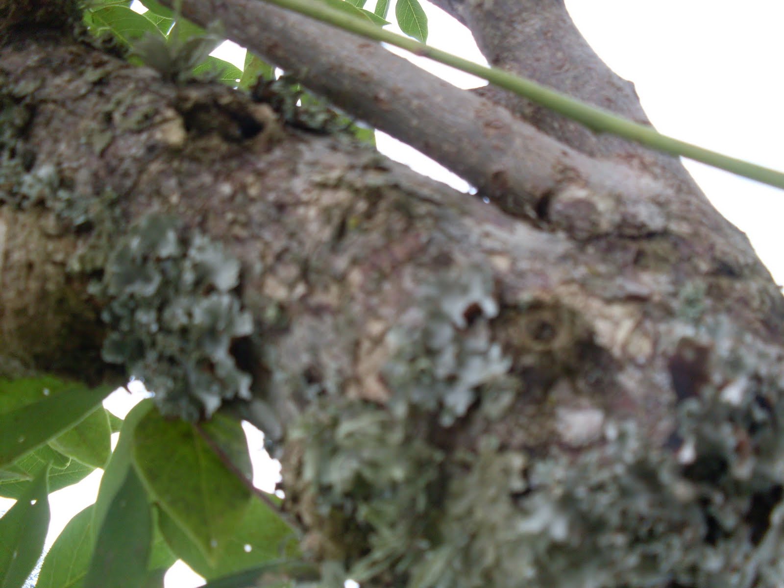 plantas de tradicion cultural tamesis: mata raton