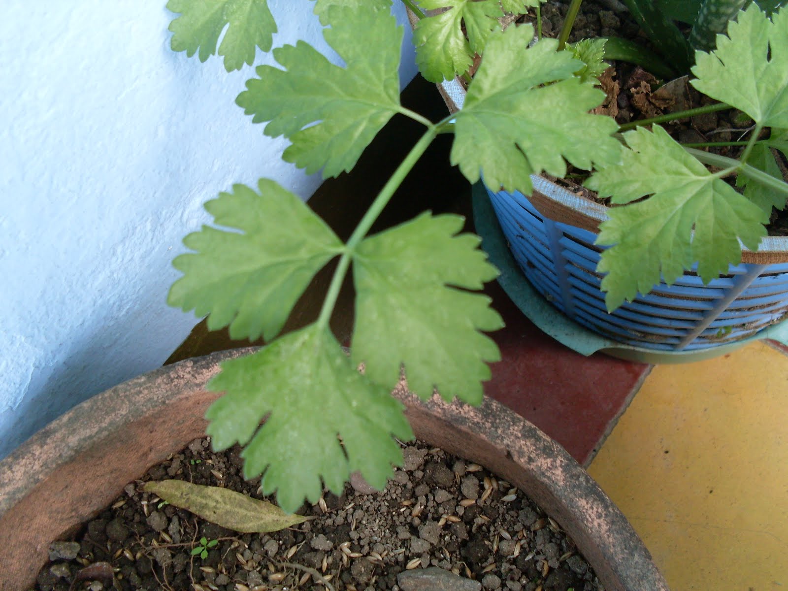 plantas de tradicion cultural tamesis: El apio
