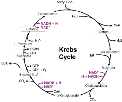 BIOLOGY: Krebs Cycle