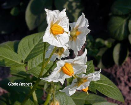 Gloria Araneta Fotografía Profesional: "REINA DE LOS ANDES" LA PAPA ...