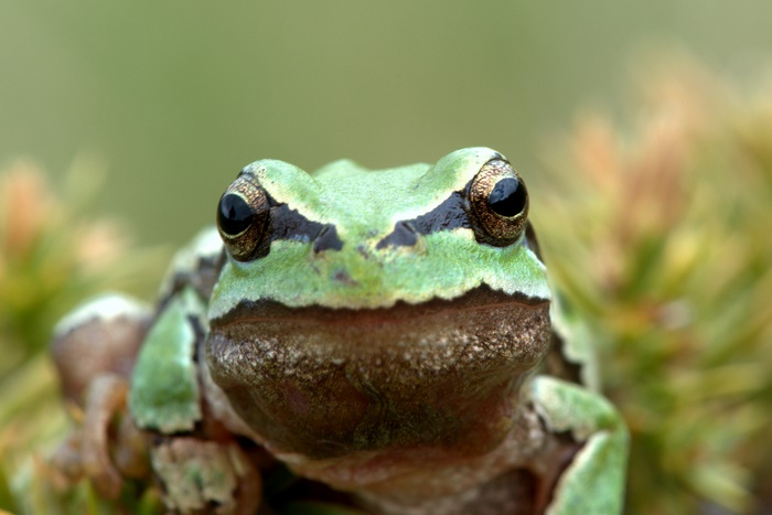 TERRA VIVA: RELA-COMUM (II)