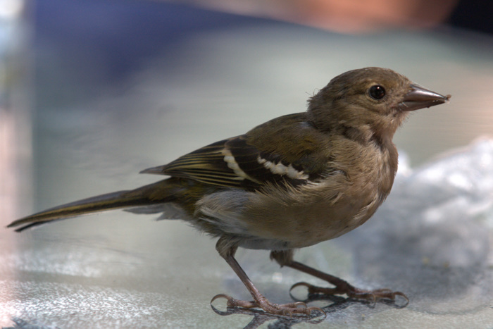 TERRA VIVA: TENTILHÃO