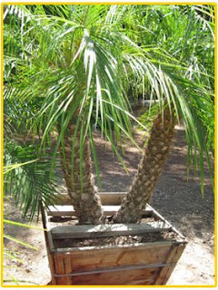 Gregory Palm Farms : Pygmy Date Palms to enhance Your Patio or Pool ...
