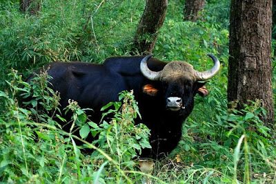 Zoo News Digest: Survival of forest ox in the Kingdom