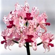 Marina Costa Bonita: The Orchids and The Exotic Flowers of Sinaloa