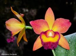 Marina Costa Bonita: The Orchids and The Exotic Flowers of Sinaloa