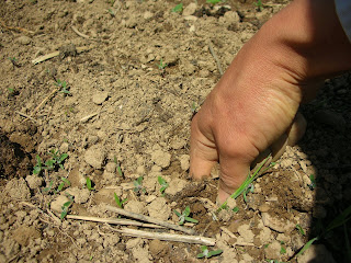 Grow the Change: Hand Weeding