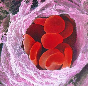 Imagens | Tecido Sanguíneo