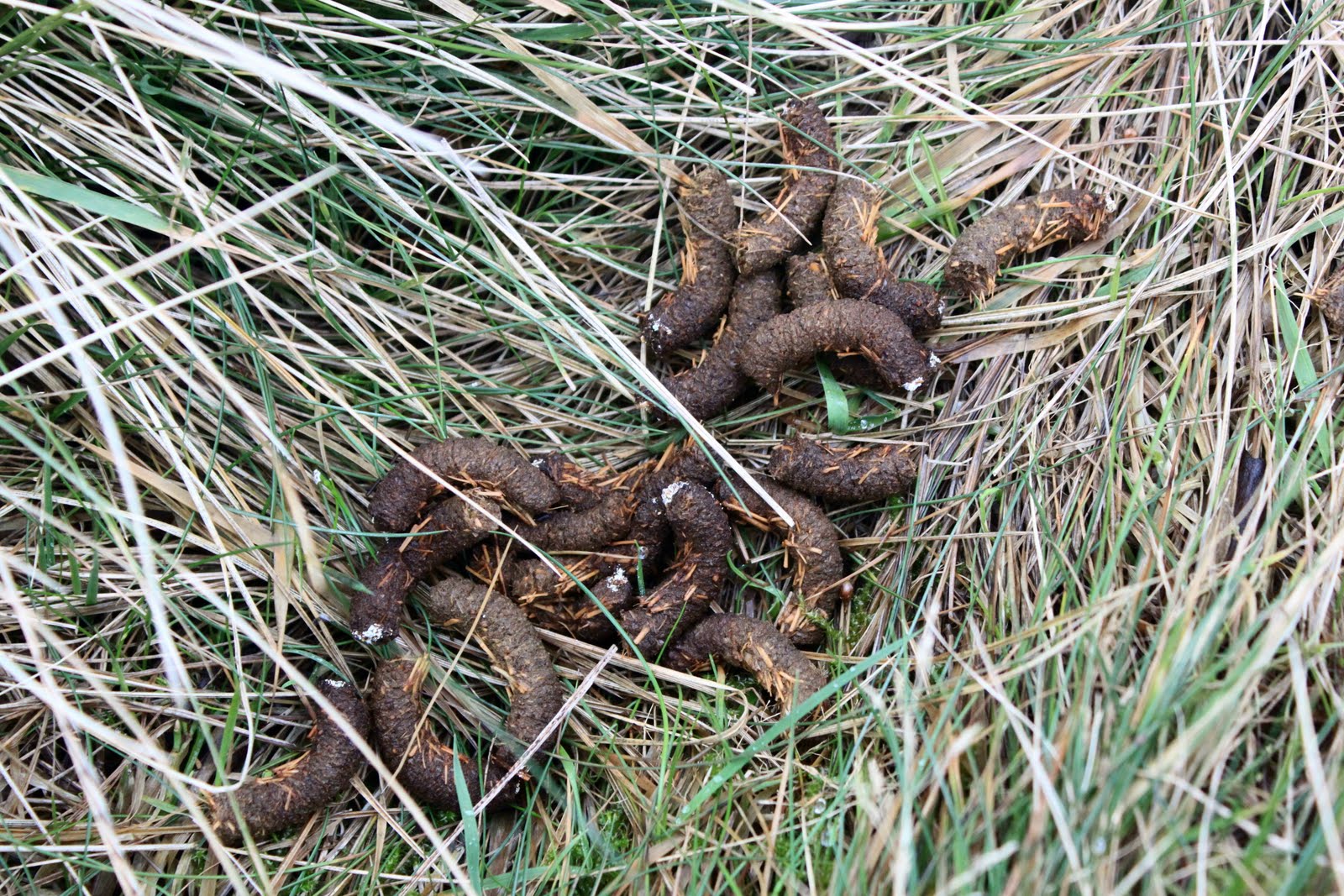 The Shat Birder: A Bit of Local Stuff