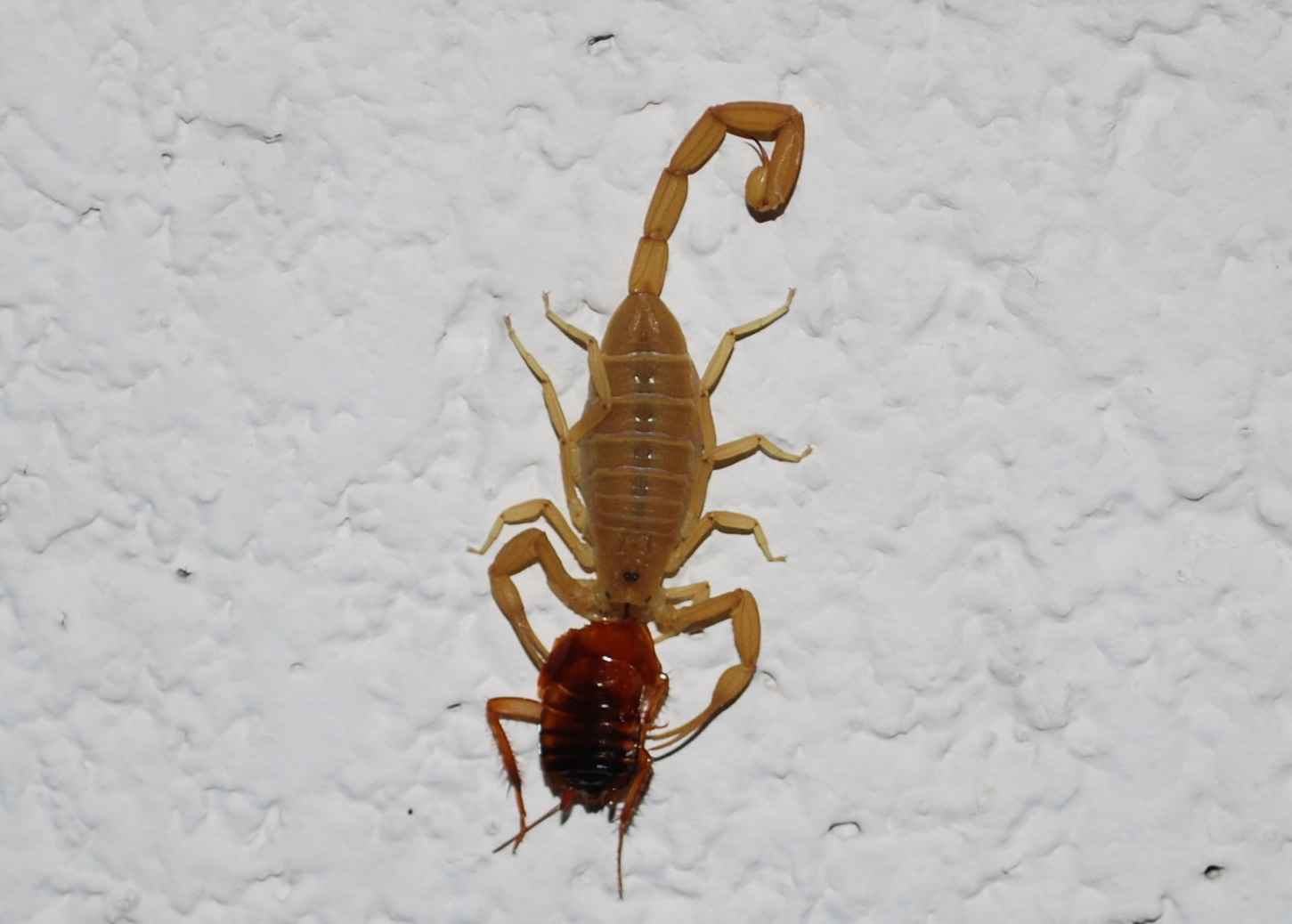 The Ostlund Times: How to Catch a Scorpion