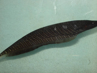 BioMAteus: Gymnotus carapo