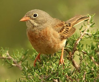 Wild Life: Grey-necked Bunting: latest addition to Nepal's bird list