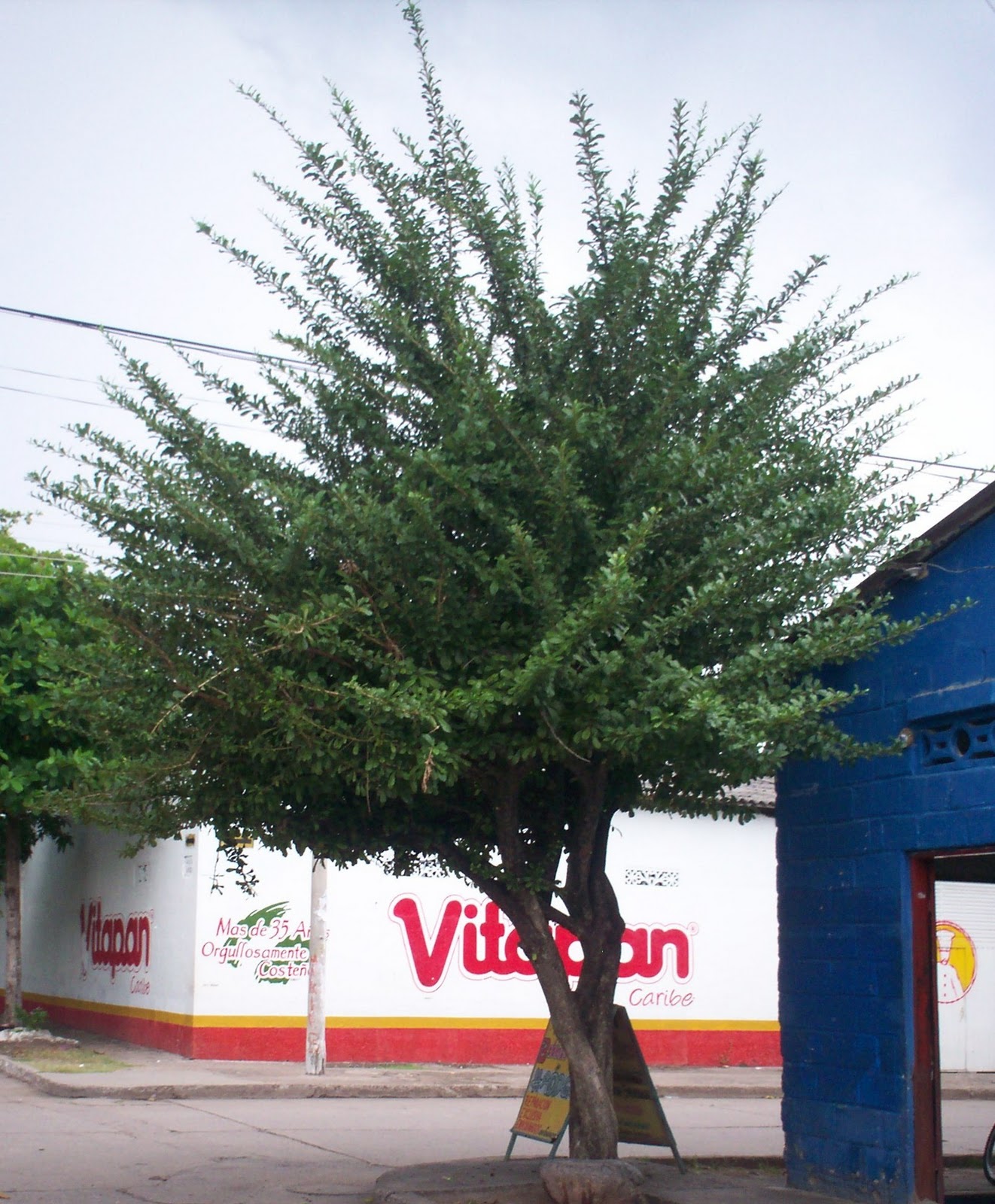 HERBARIO VIRTUAL INEACO: Arbol de Totumo