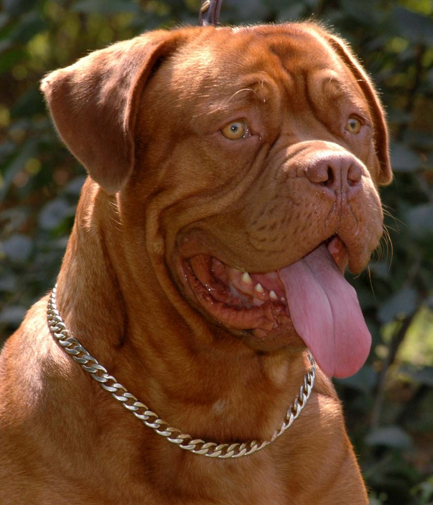 เฟรนซ์ มัสตีฟ (French Mastiff) ~ DoDe - Dog