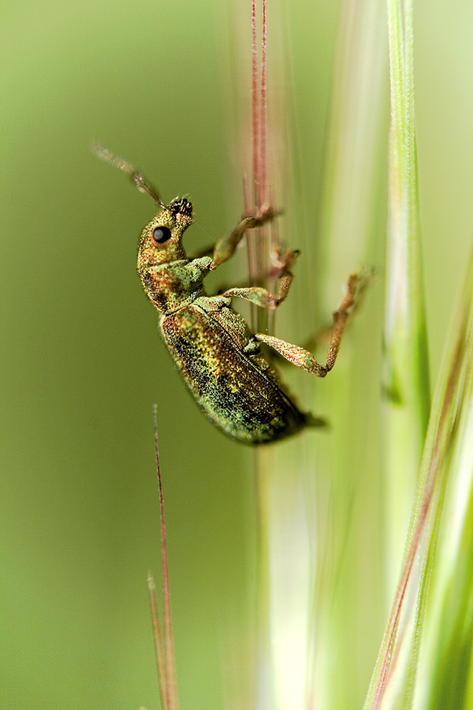 Invertebrados de Huesca: Phyllobius sp