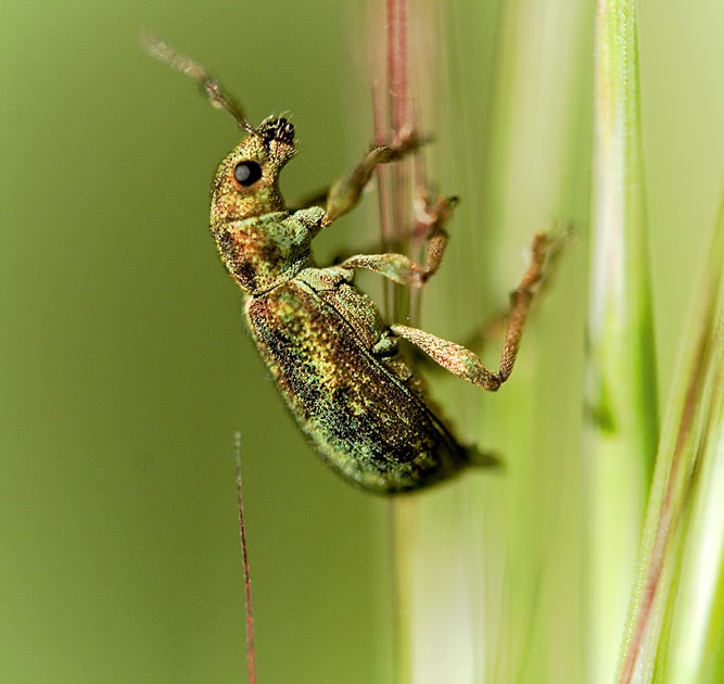 Invertebrados de Huesca: Phyllobius sp