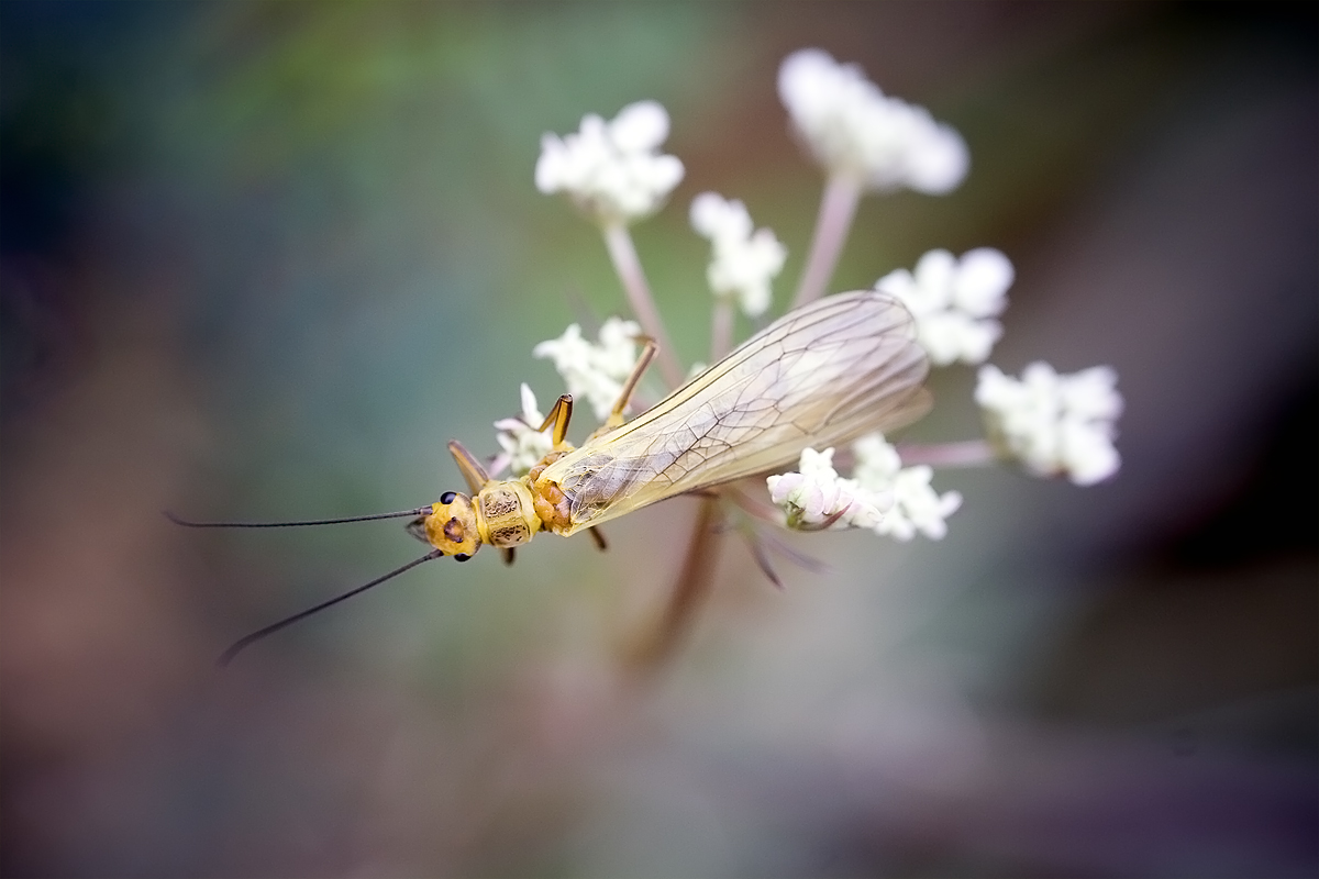 Invertebrados de Huesca: Isoperla sp