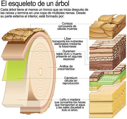 MUEBLES DOMOTICOS: ELEMENTOS DE UN ÁRBOL