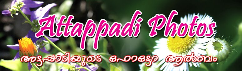 Attappadi ( Attappady ) photo gallary - photos,images,landscape ...