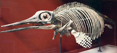Ophthalmosaurus | Ikessauro