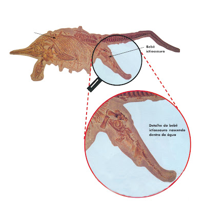 Ophthalmosaurus | Ikessauro